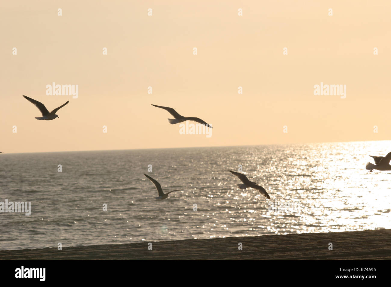 Birds sailing over ocean sunset Stock Photo - Alamy