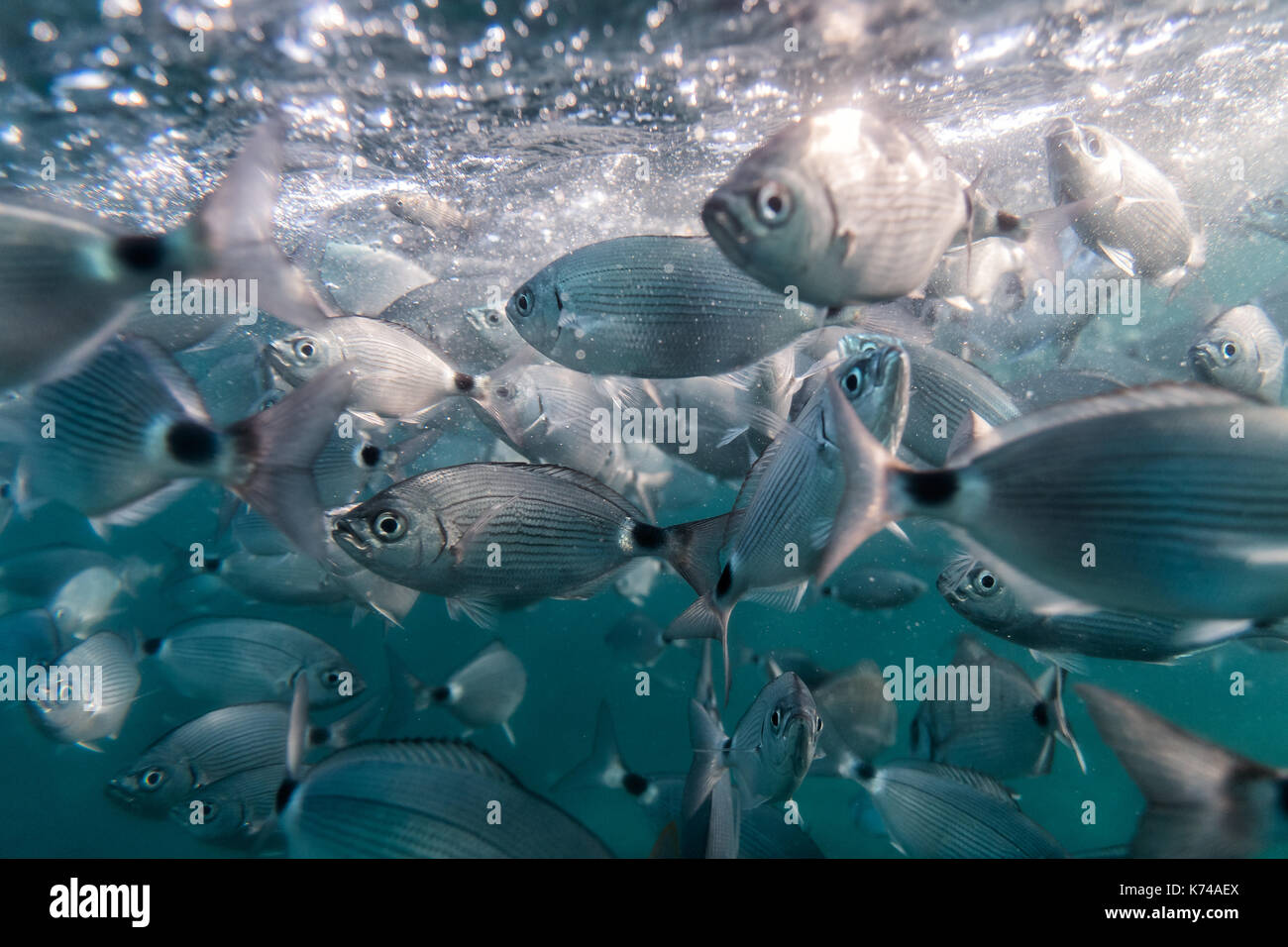 Submarine fish hi-res stock photography and images - Alamy