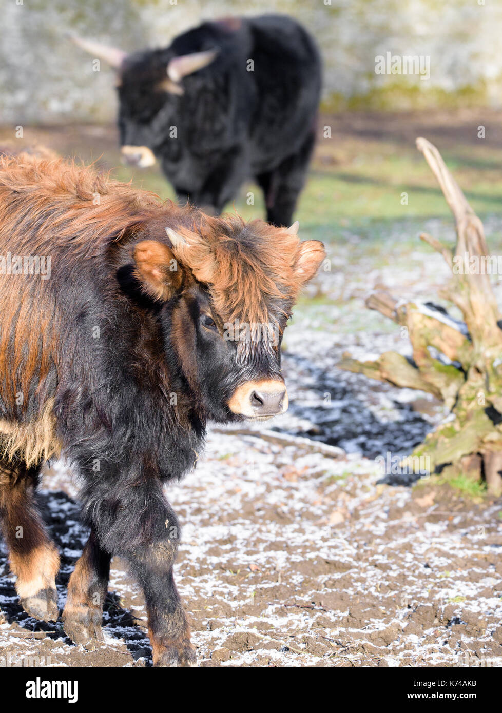 Aurochs horn hi-res stock photography and images - Alamy