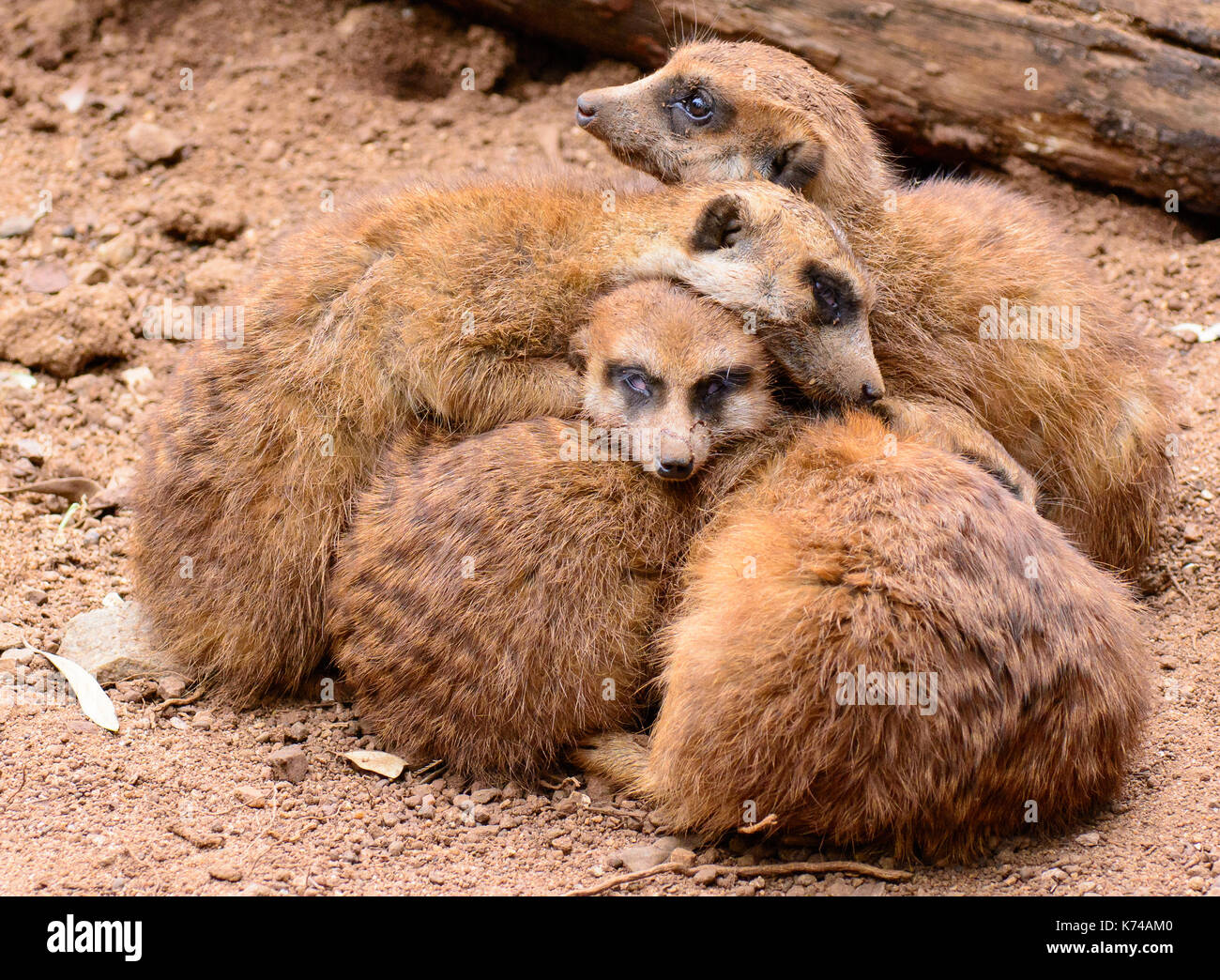 Meerkats Cuddle High Resolution Stock Photography and Images - Alamy