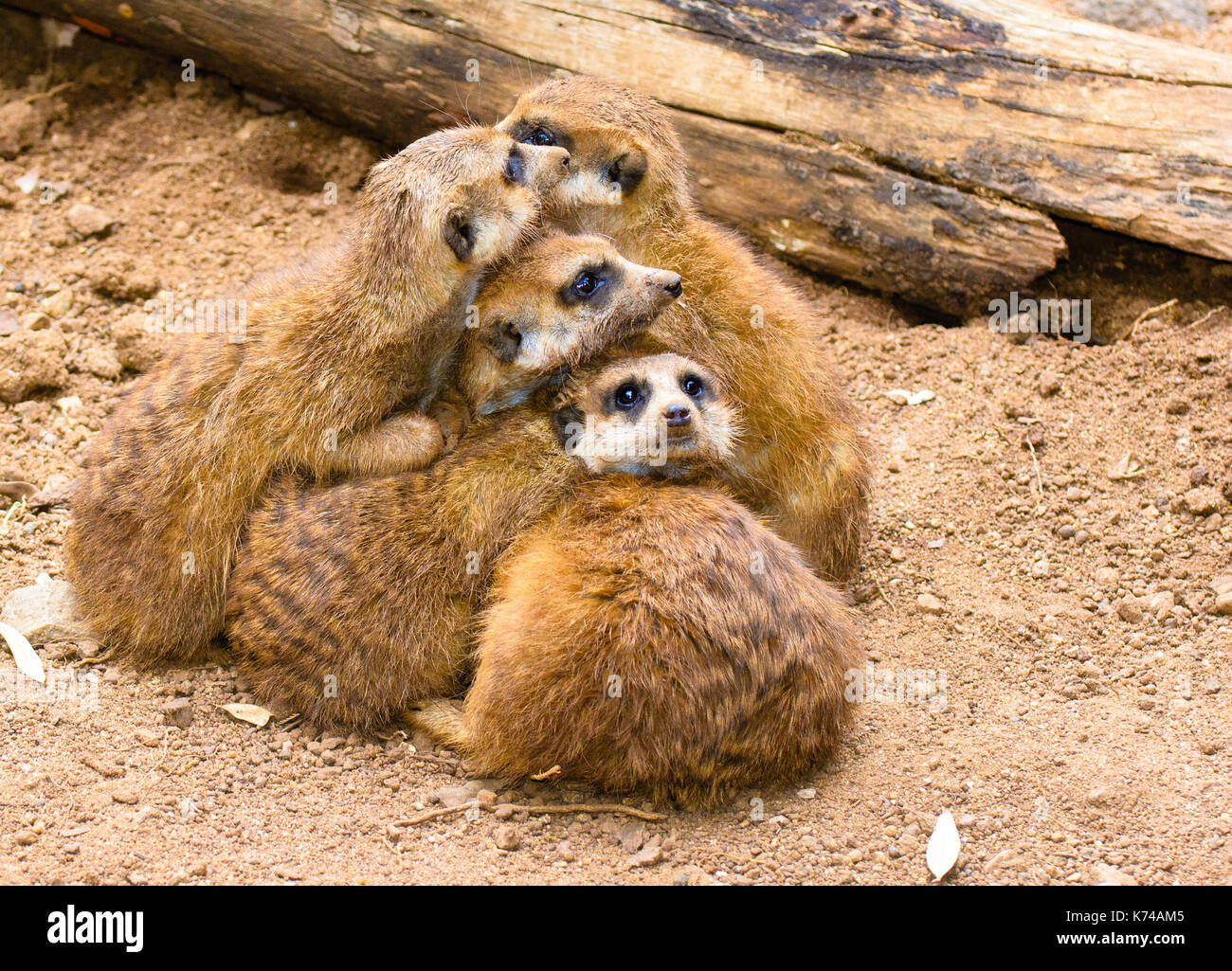 Meerkats love hi-res stock photography and images - Alamy