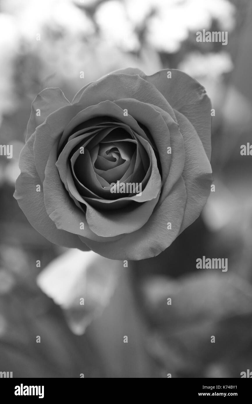Long stem rose Black and White Stock Photos & Images - Alamy