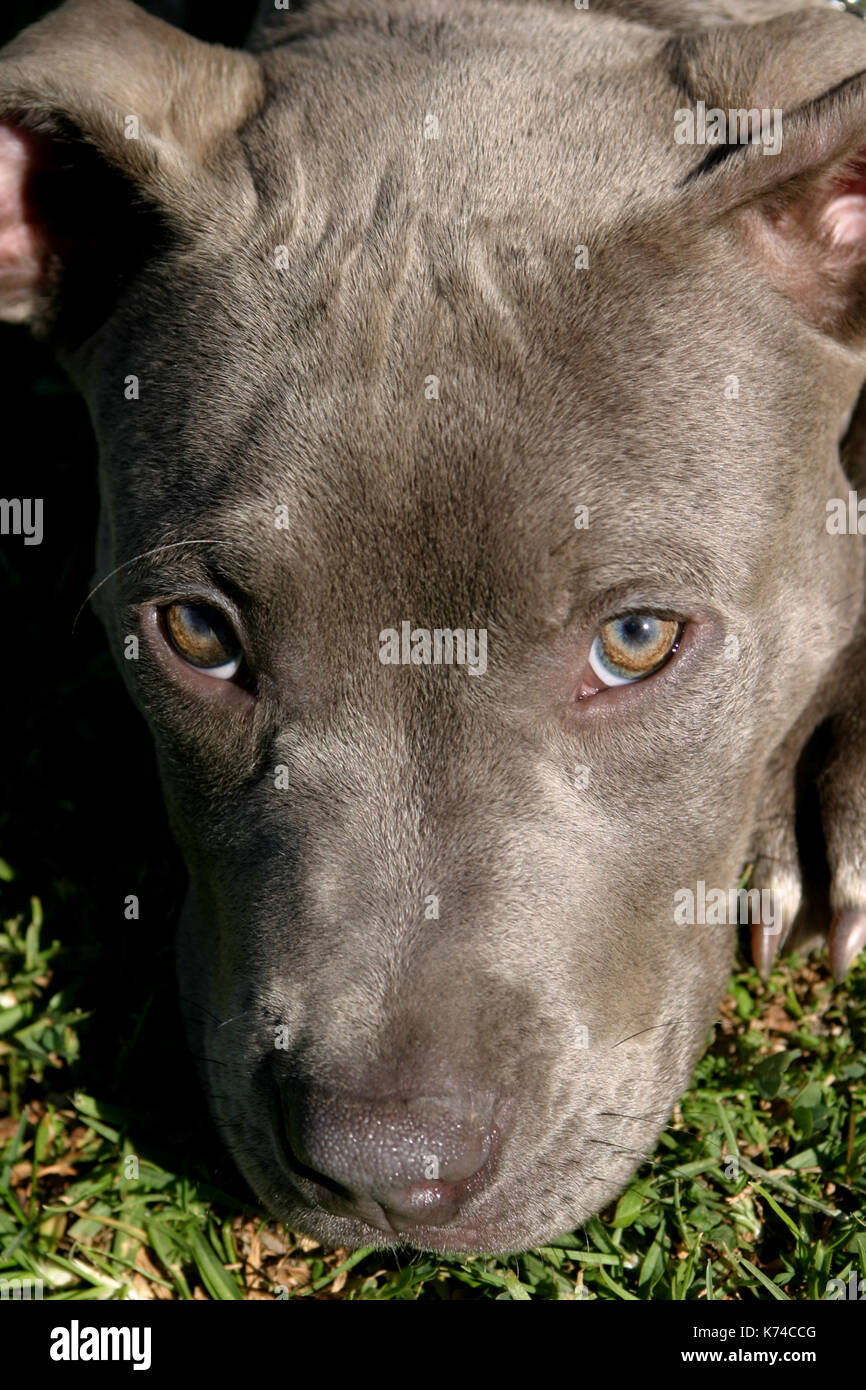 Pit bull dog aggressive hi-res stock photography and images - Alamy