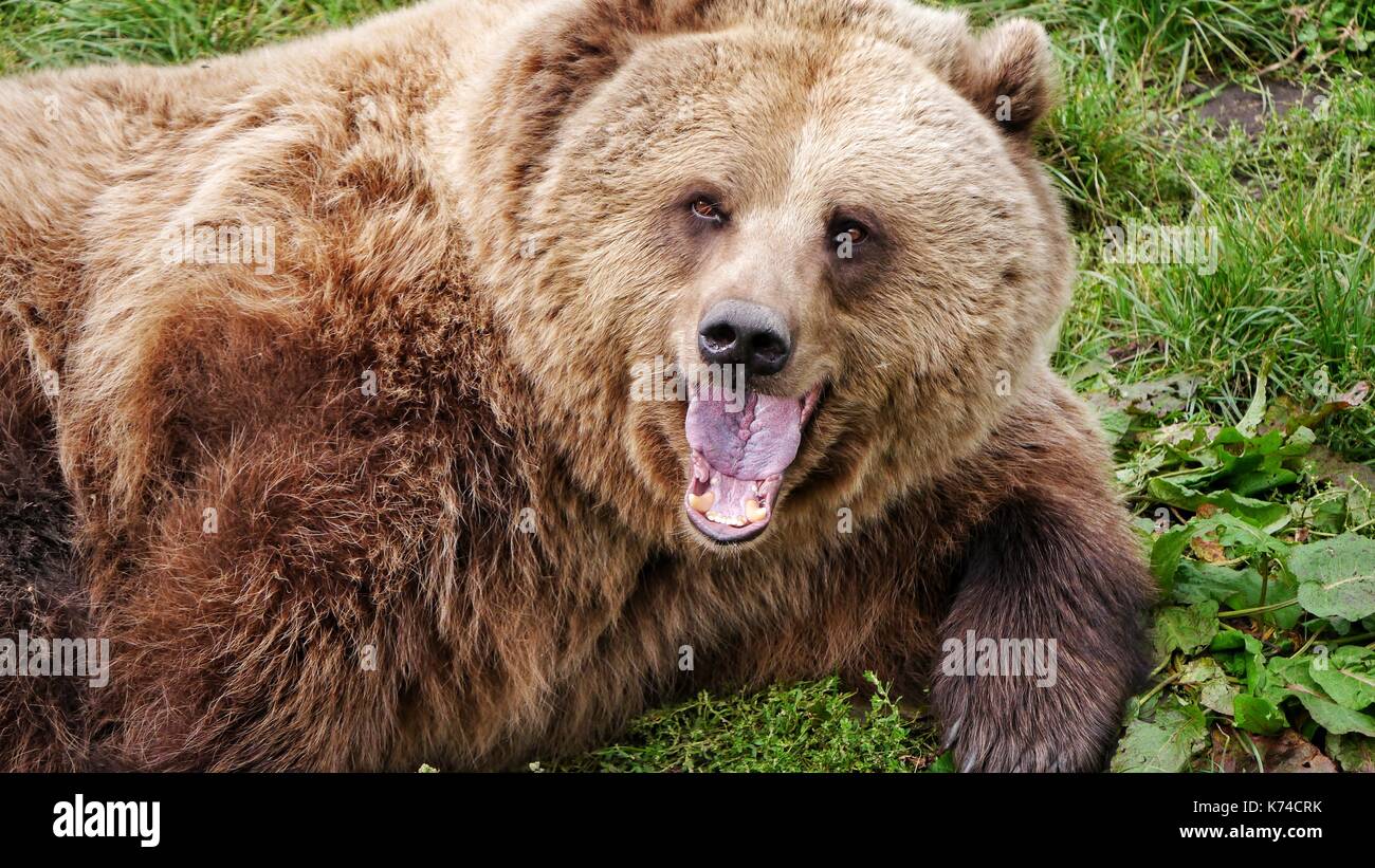 brown bear looking at camera Stock Photo - Alamy