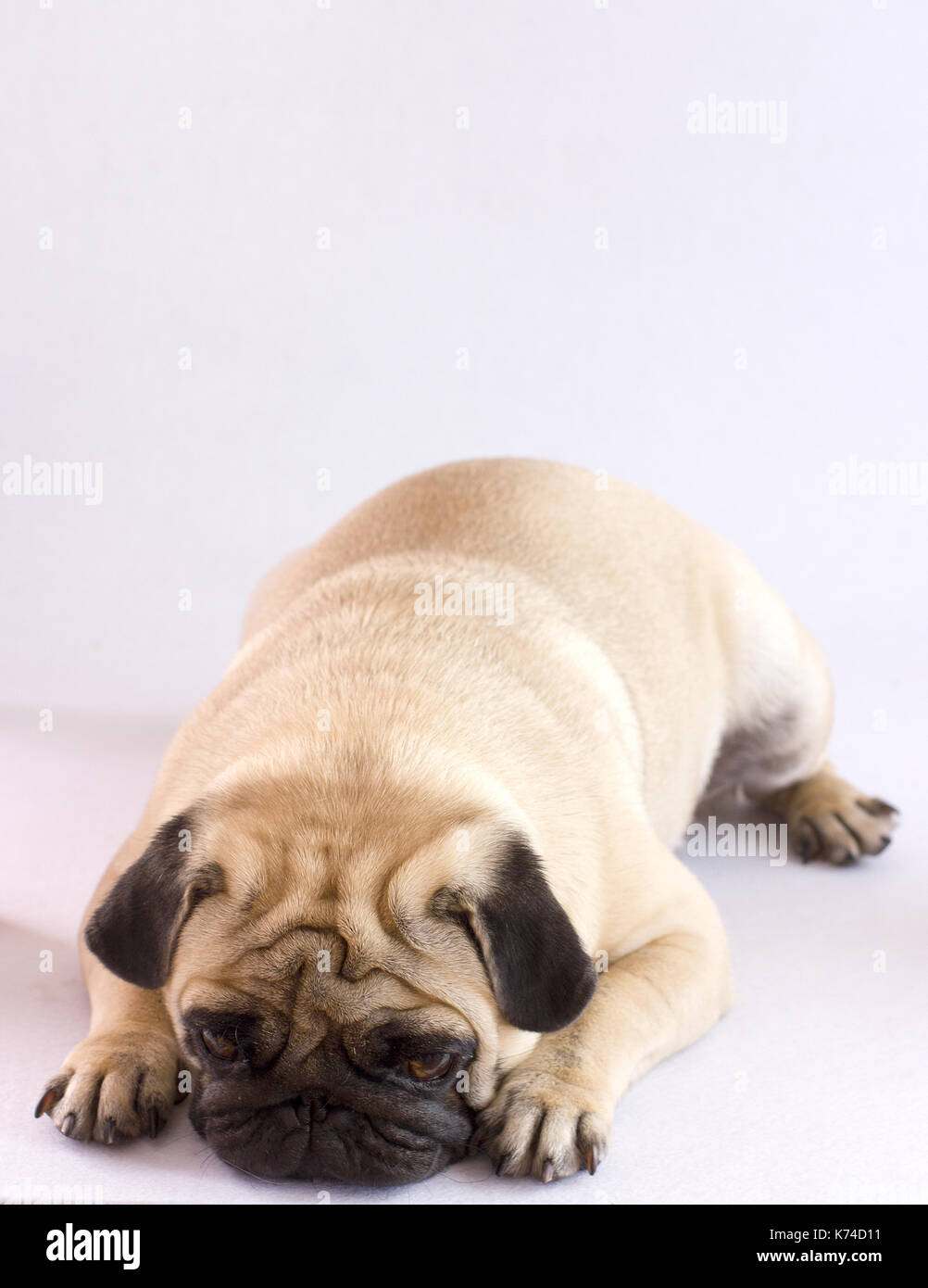Very sad upset dog pug lying on white ground. Isolated Stock Photo - Alamy
