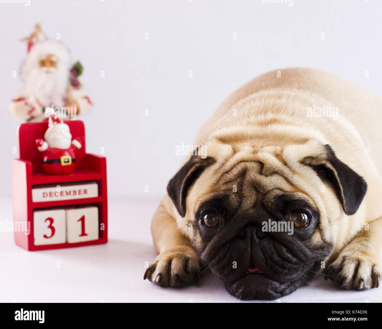 Sad pug lying on a white background with the New Year calendar on ...
