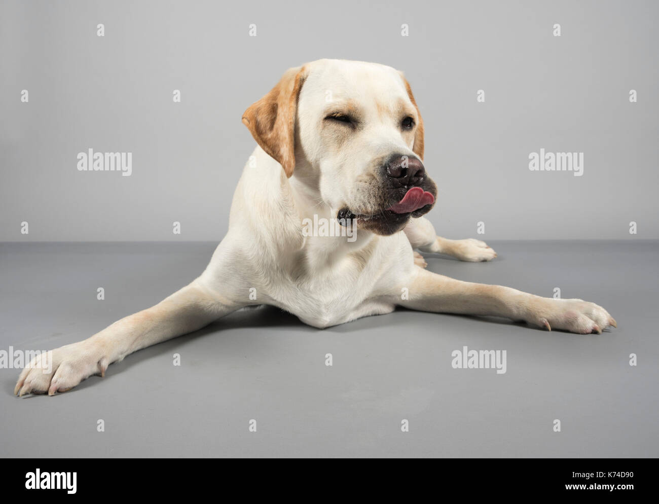 Yellow Labrador Retriever, 1 year old photographed in the UK Stock ...