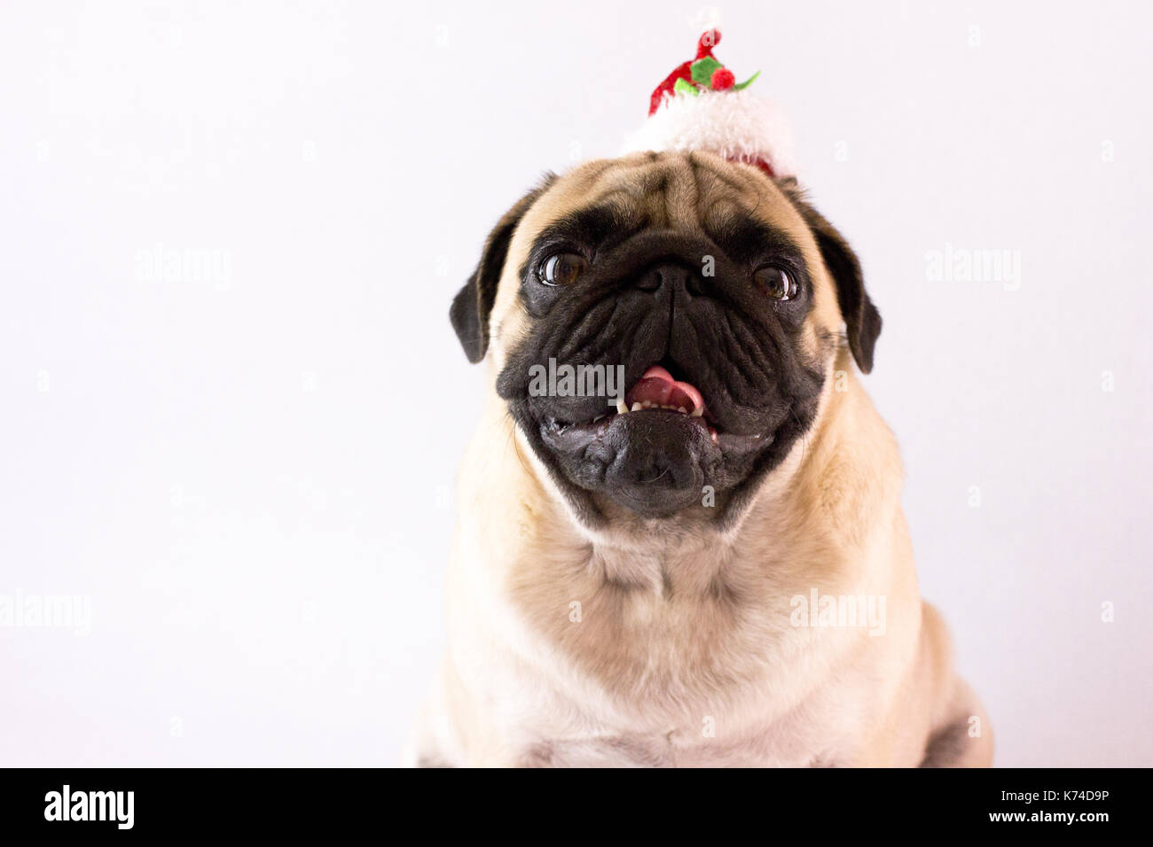 Crying pug dog hi-res stock photography and images - Alamy