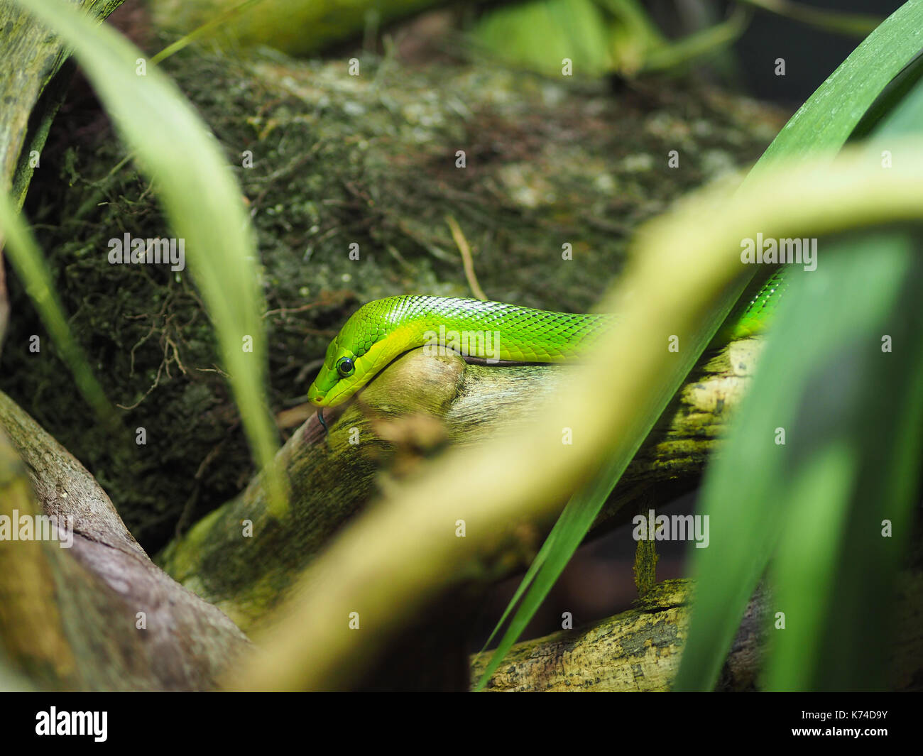 Red tailed racer snake hi-res stock photography and images - Alamy