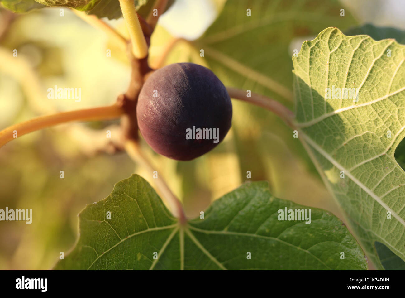 Fig growing on tree Stock Photo - Alamy