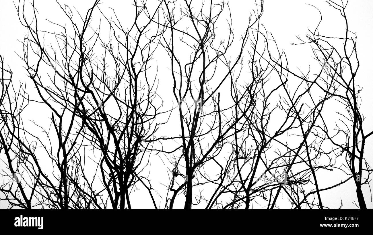 Abstract isolate black and white of dried tree Stock Photo - Alamy