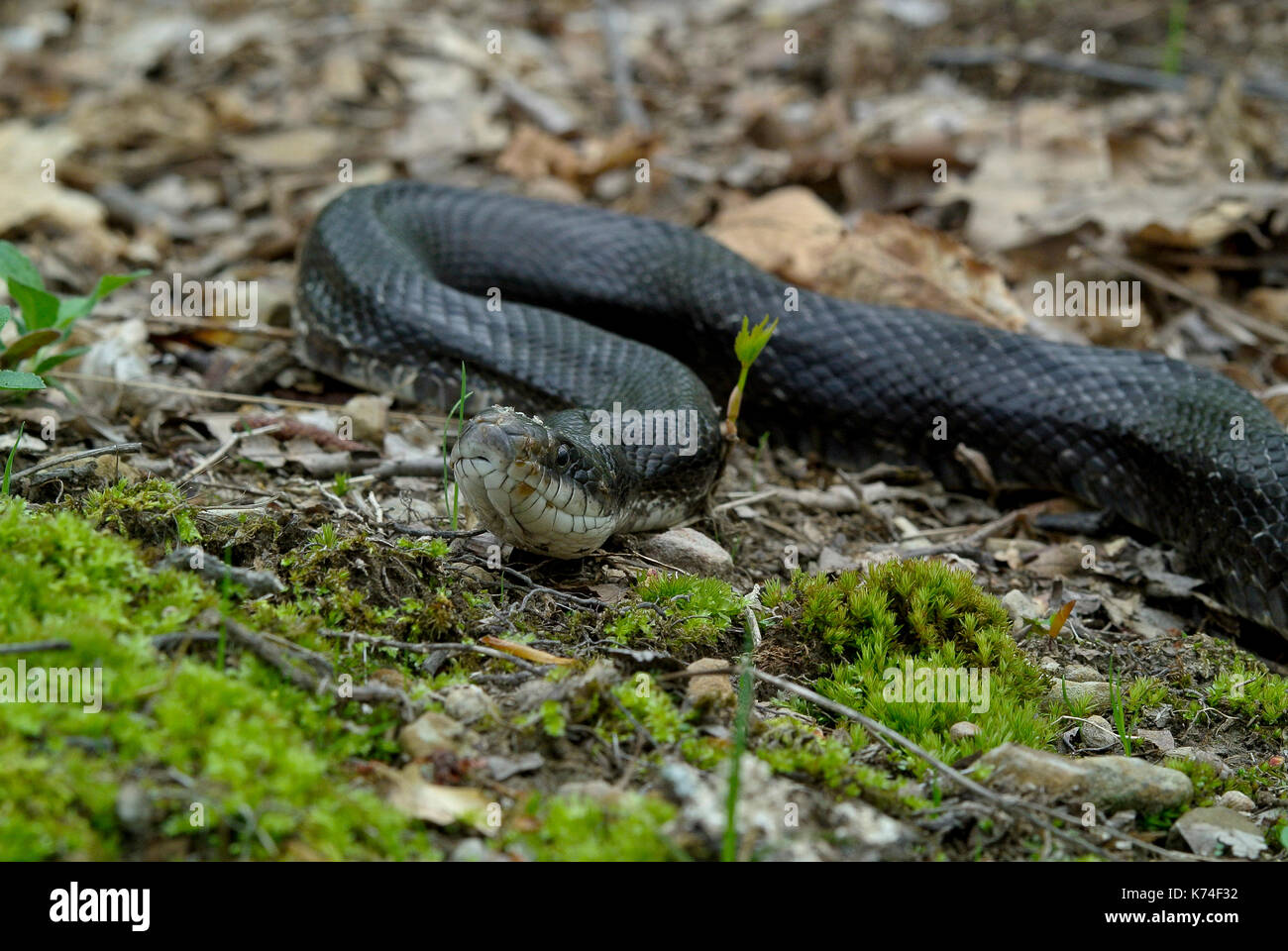 CLOSE UP HEAD SHOT OF A EASTERN BLACK RATSNAKE (PANTHEROPHIS ...