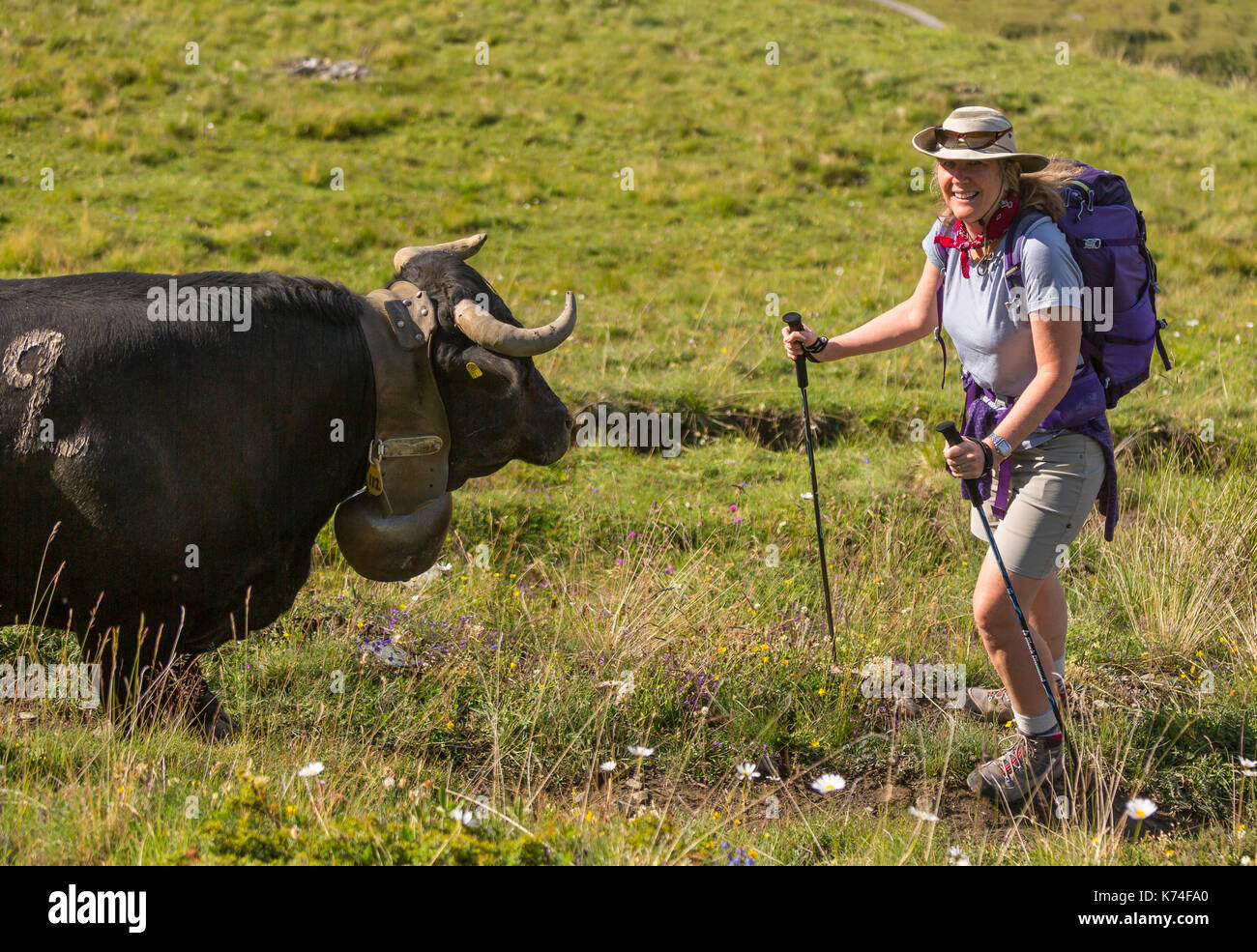 Swiss cows hi-res stock photography and images - Alamy