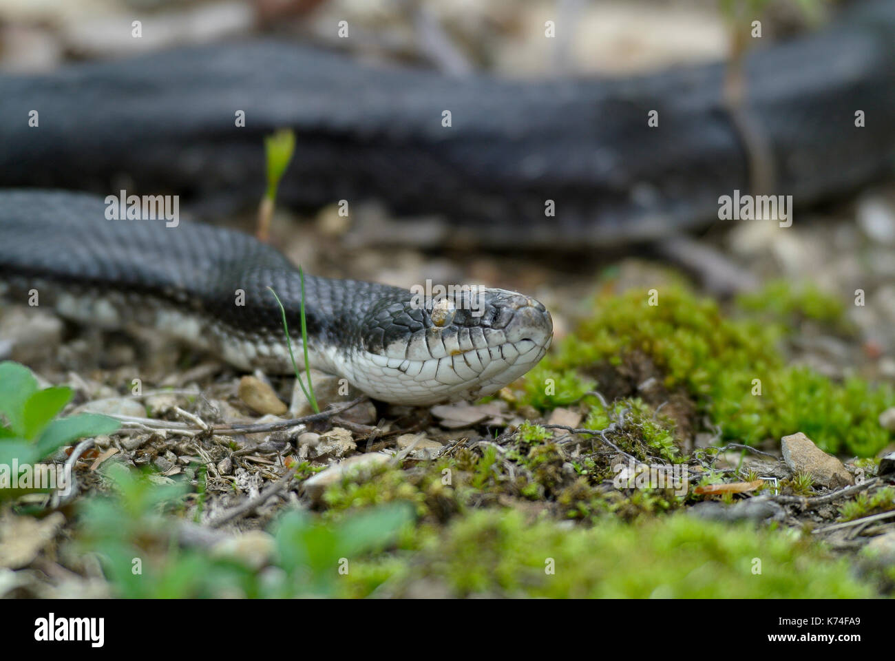 RETAINED EYE CAP ON RECENTLY SHED EASTERN BLACK RATSNAKE (PANTHEROPHIS ...