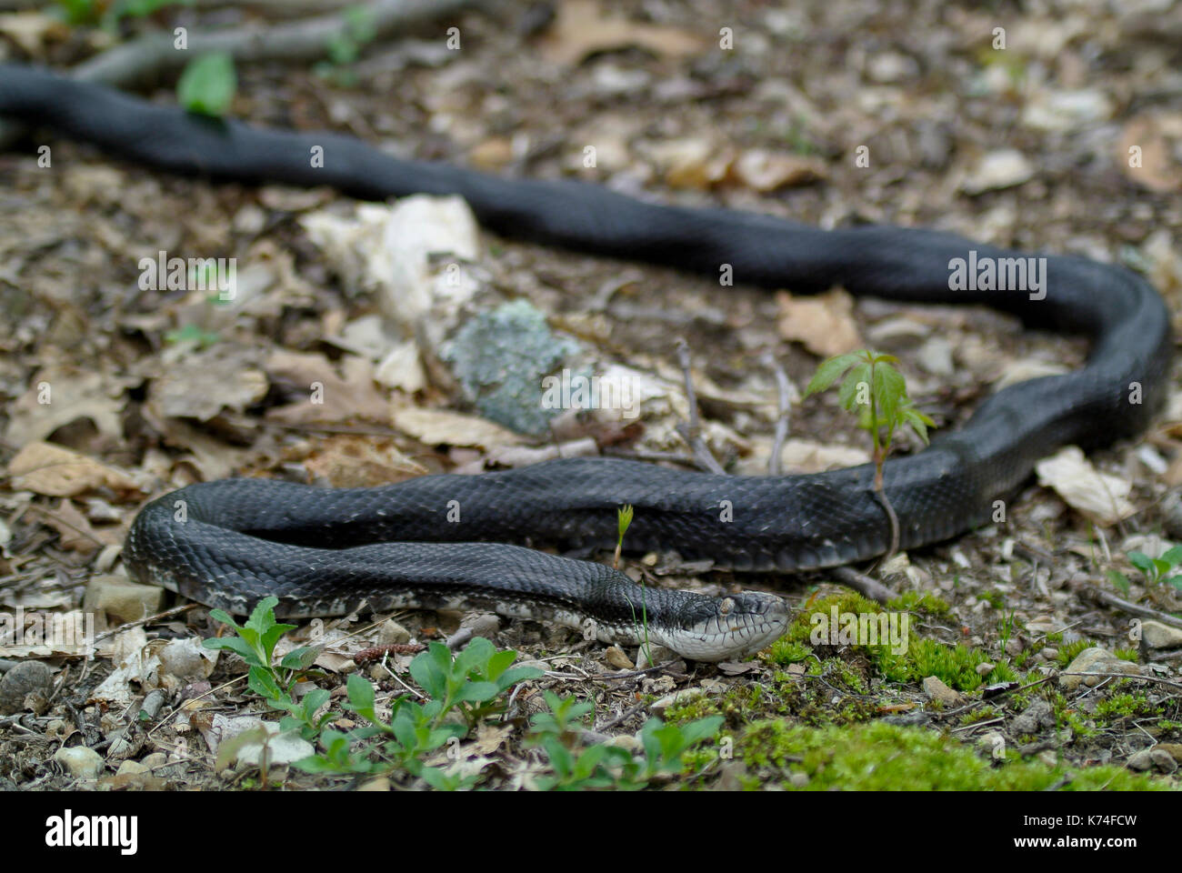 RETAINED EYE CAP ON RECENTLY SHED EASTERN BLACK RATSNAKE (PANTHEROPHIS ...