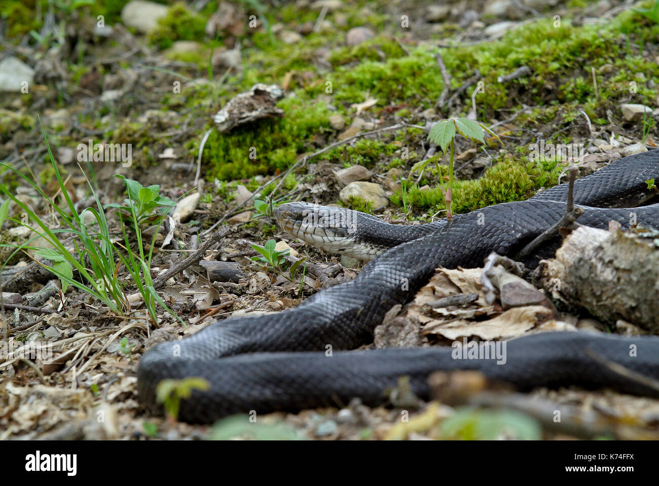 Black ratsnake hi-res stock photography and images - Alamy