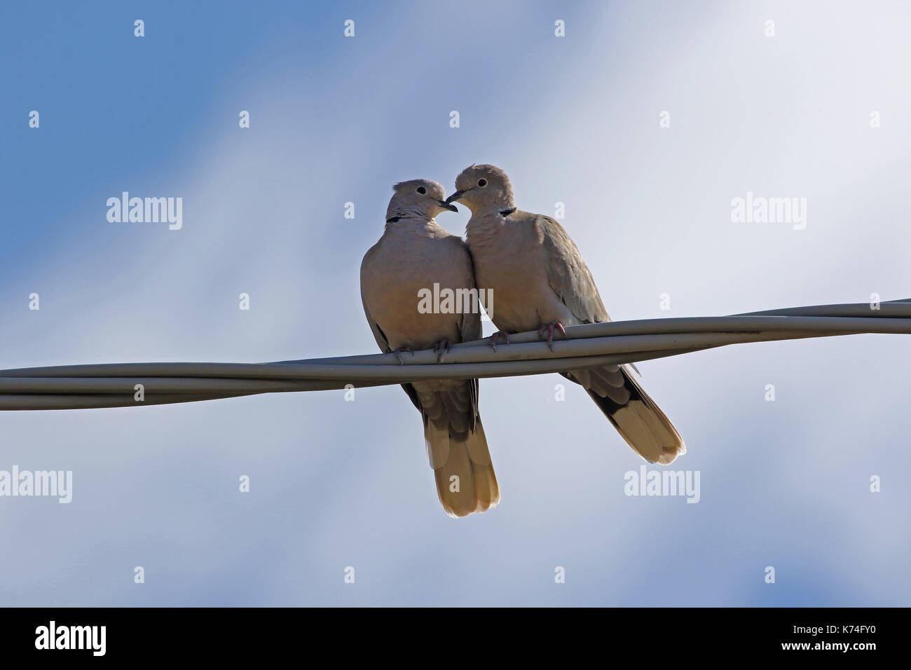 Columbidae family hi-res stock photography and images - Alamy