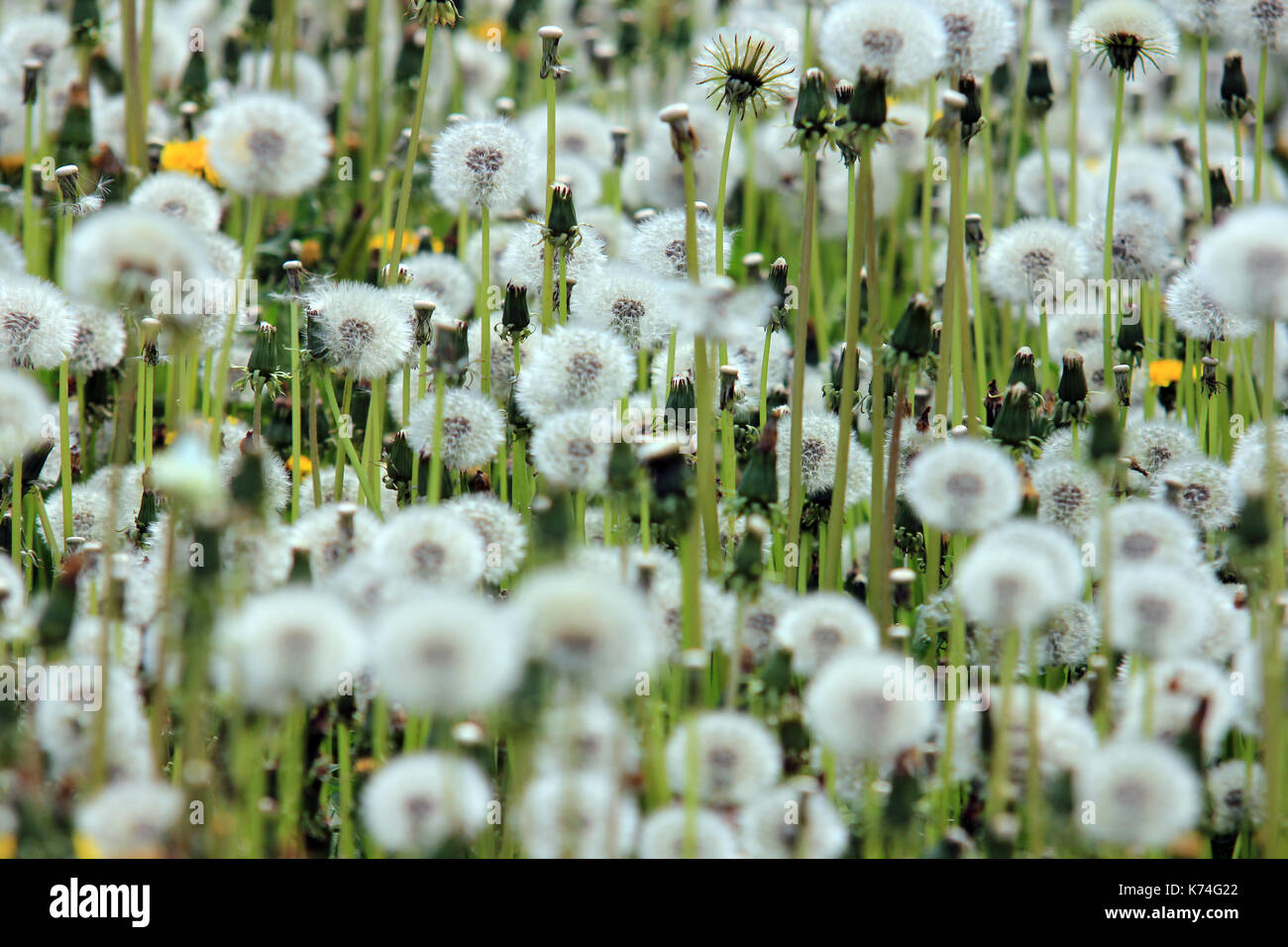 Pusteblume gras hi-res stock photography and images - Alamy