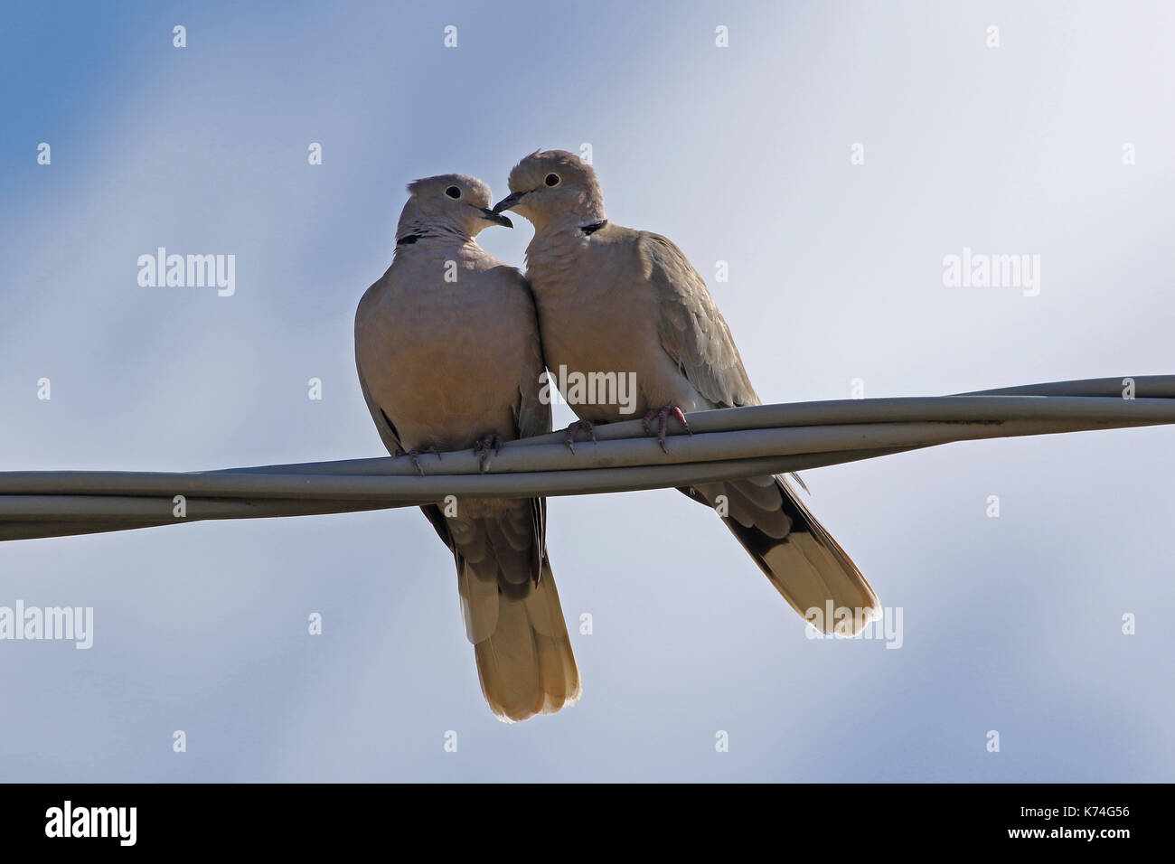 Columbidae family hi-res stock photography and images - Alamy