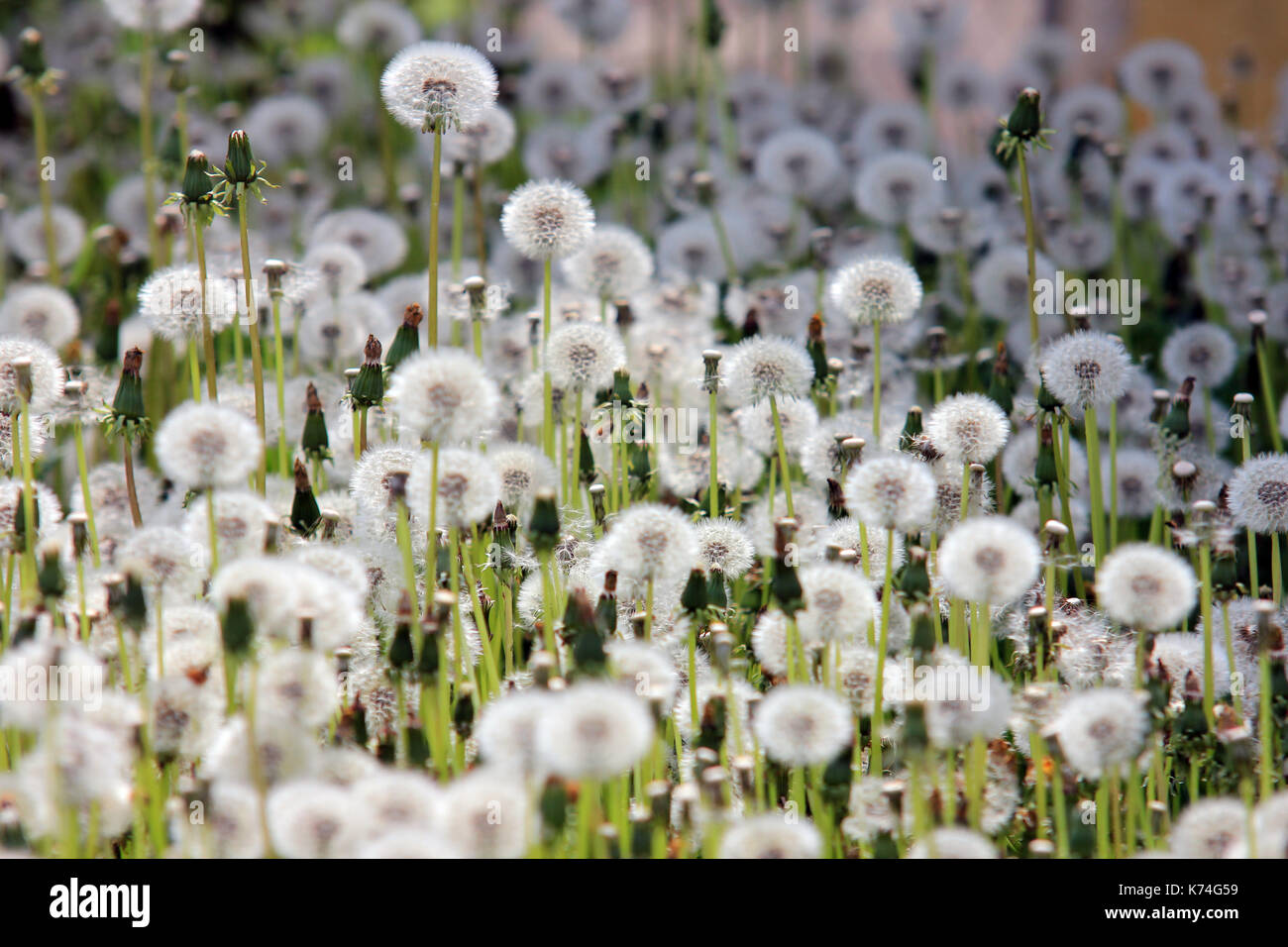 flower meadow flower Pusteblume in einer Wiese Stock Photo - Alamy