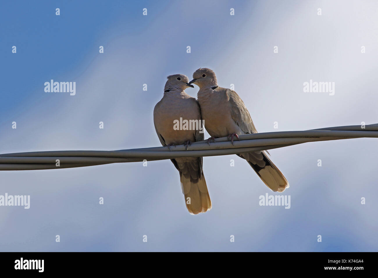 Female mourning doves hi-res stock photography and images - Alamy