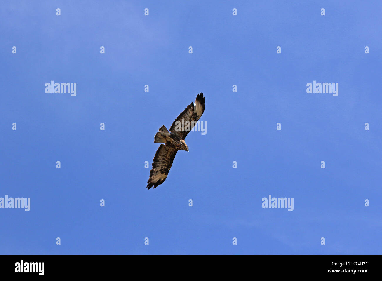 common buzzard or buteo buteo or poiana raptor falcon soaring in flight ...
