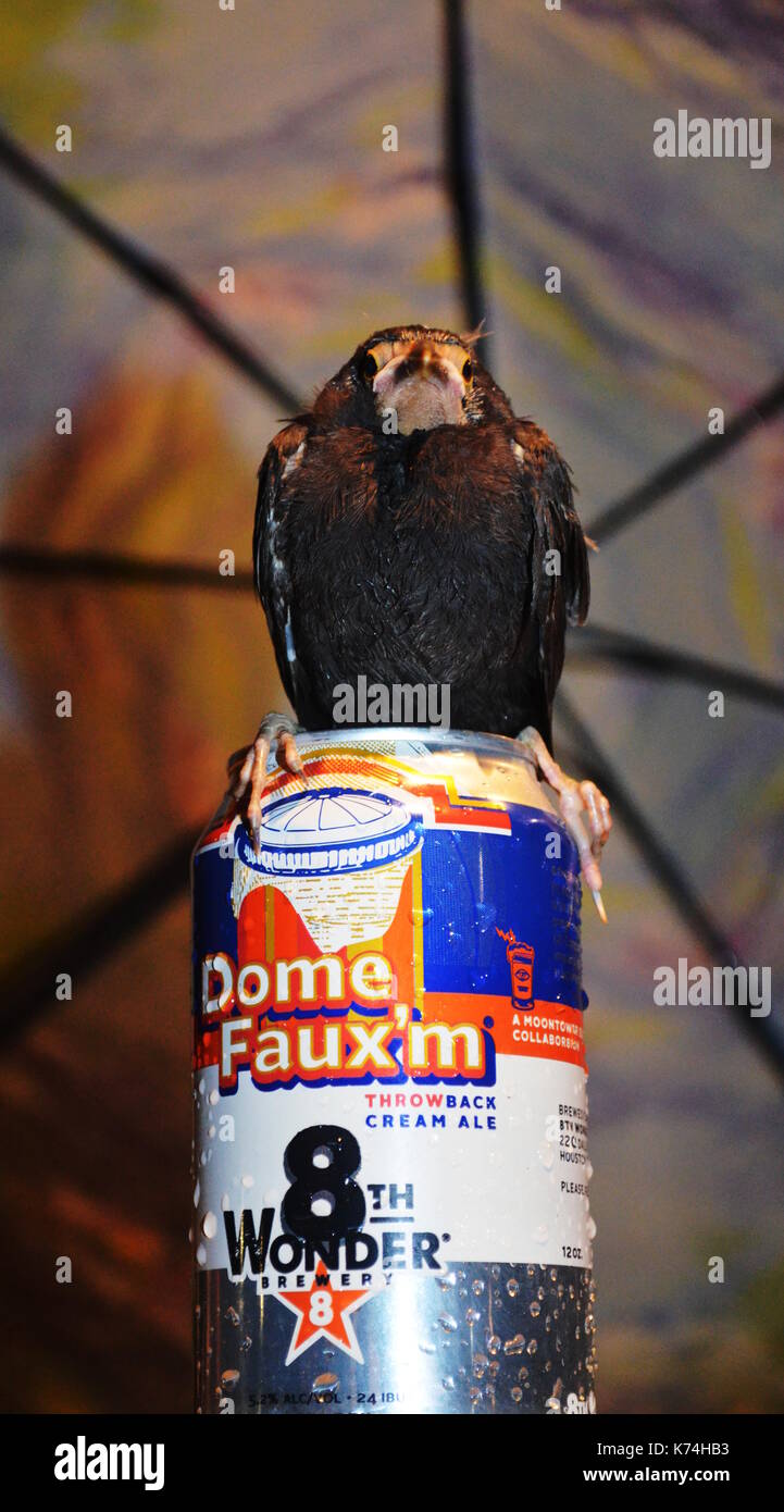 Baby bird on a beer can Stock Photo - Alamy
