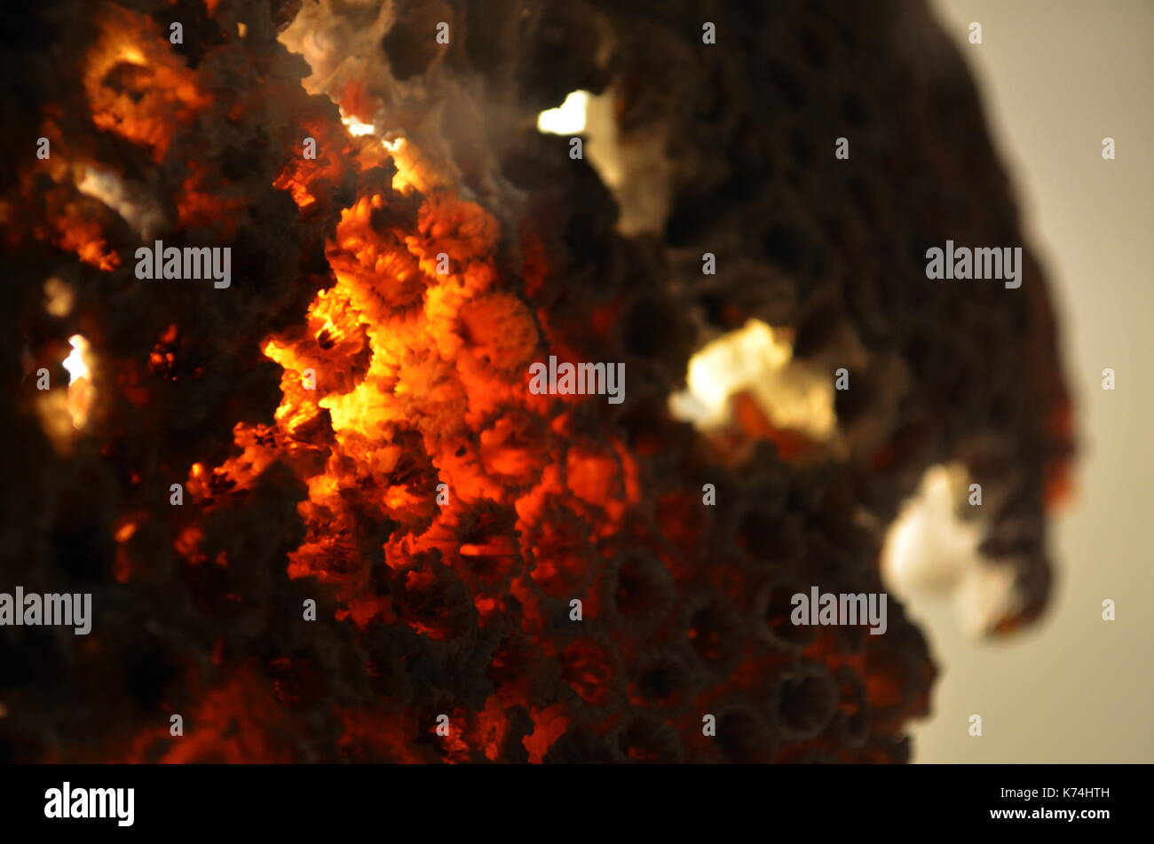 Amonite hi-res stock photography and images - Alamy