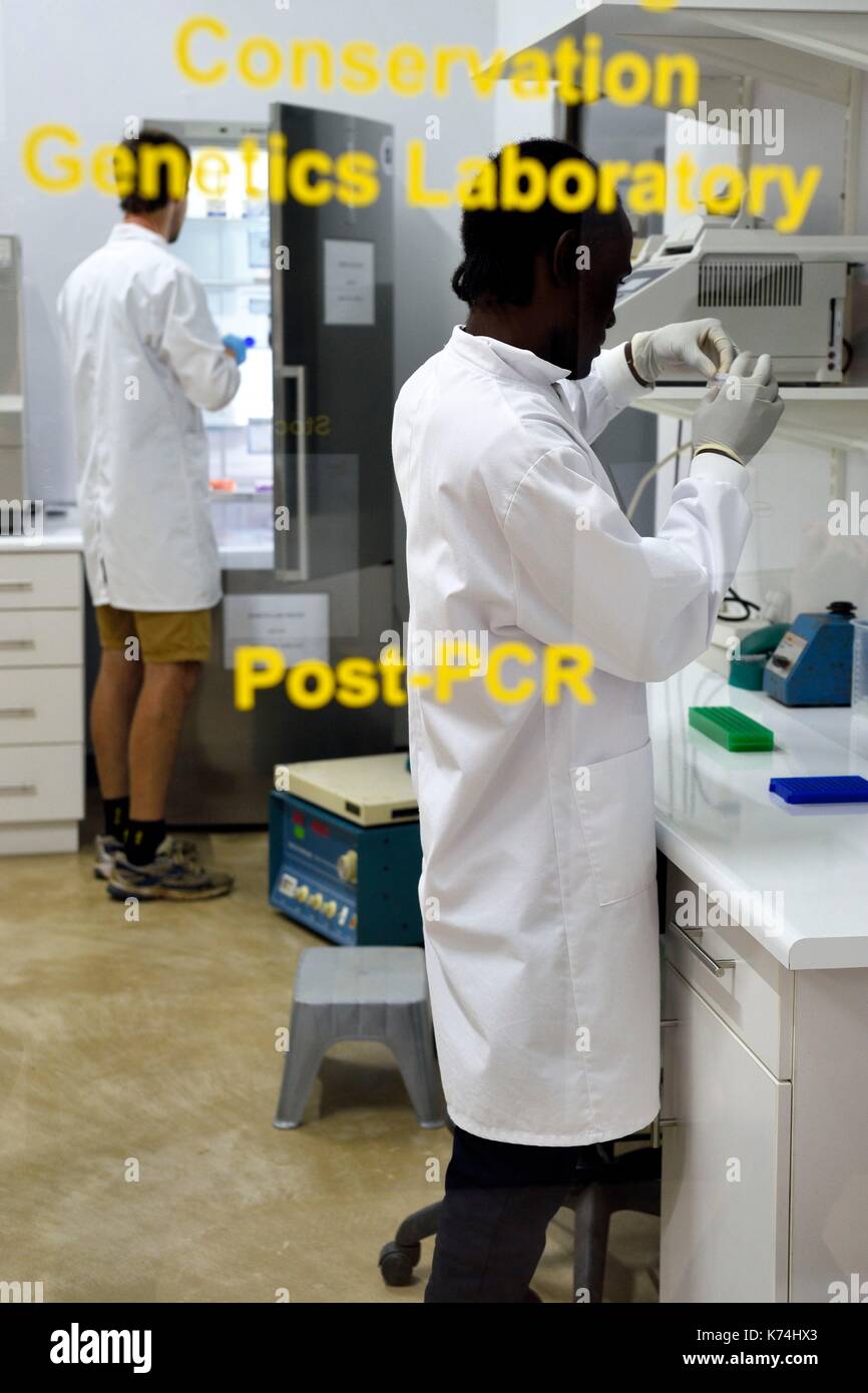 Namibia, Otjiwarongo, Cheetah Conservation Fund, research and education centre, Life ...