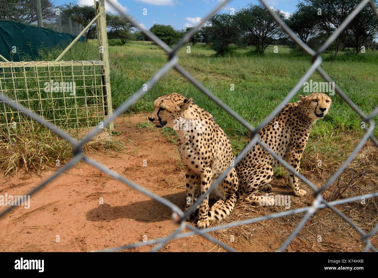 Cheetah conservation centre namibia hi-res stock photography and images ...