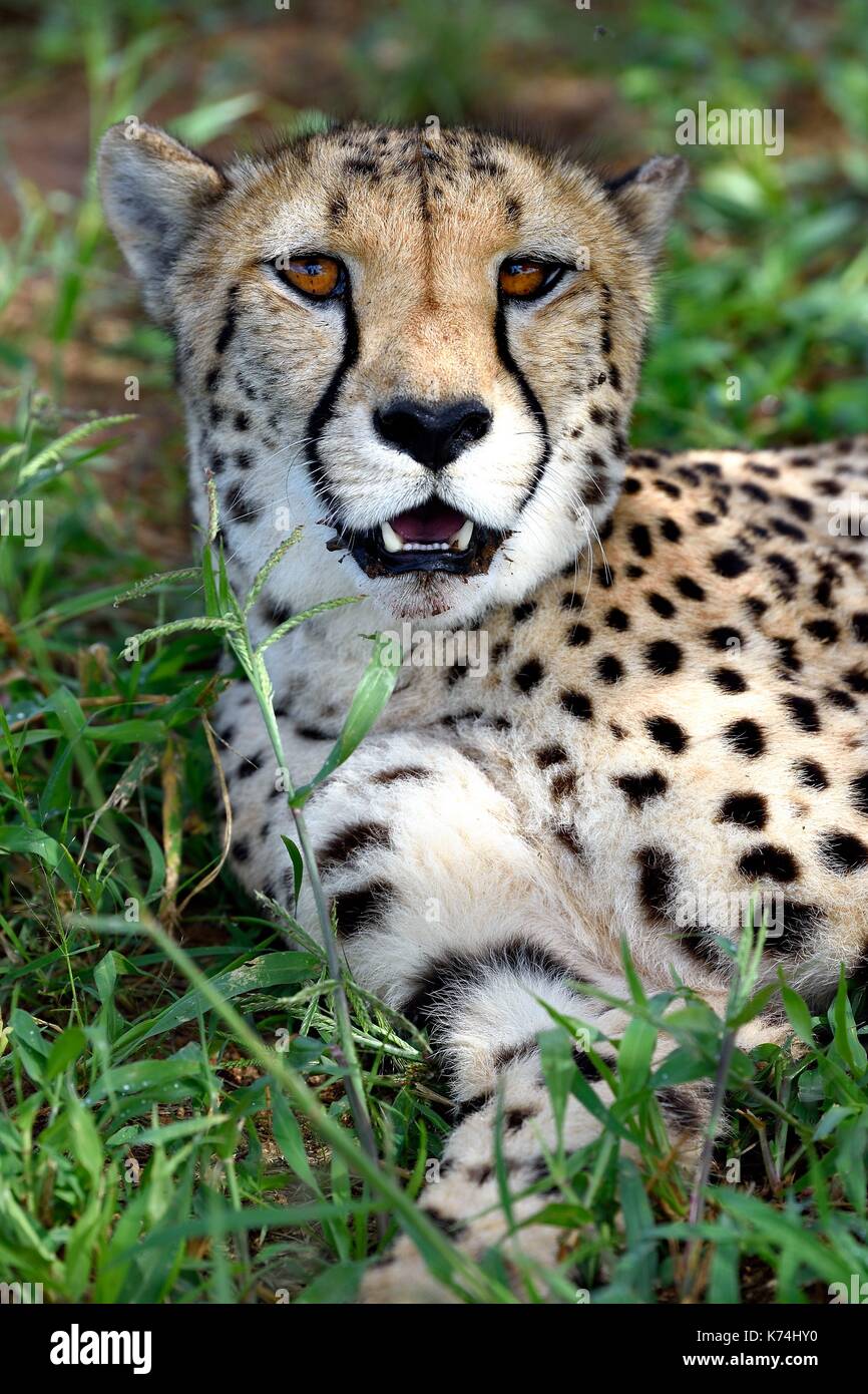 Cheetah conservation centre namibia hi-res stock photography and images ...