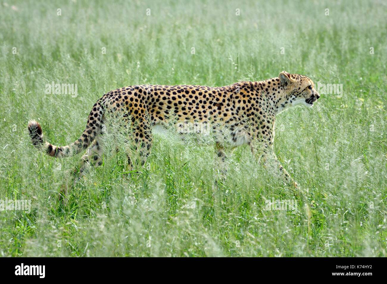 Cheetah conservation centre namibia hi-res stock photography and images ...
