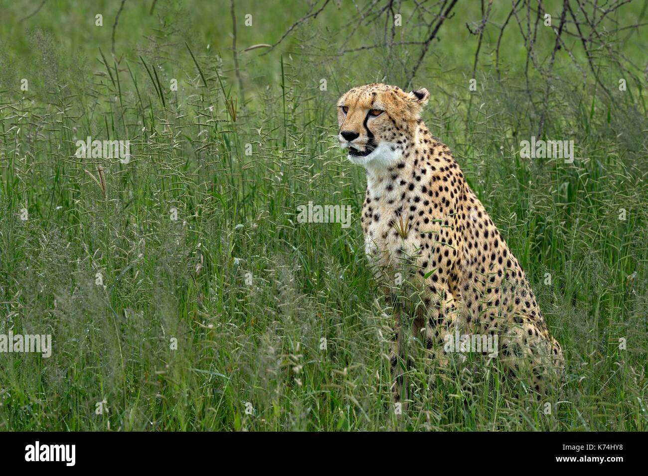 Cheetah conservation centre namibia hi-res stock photography and images ...