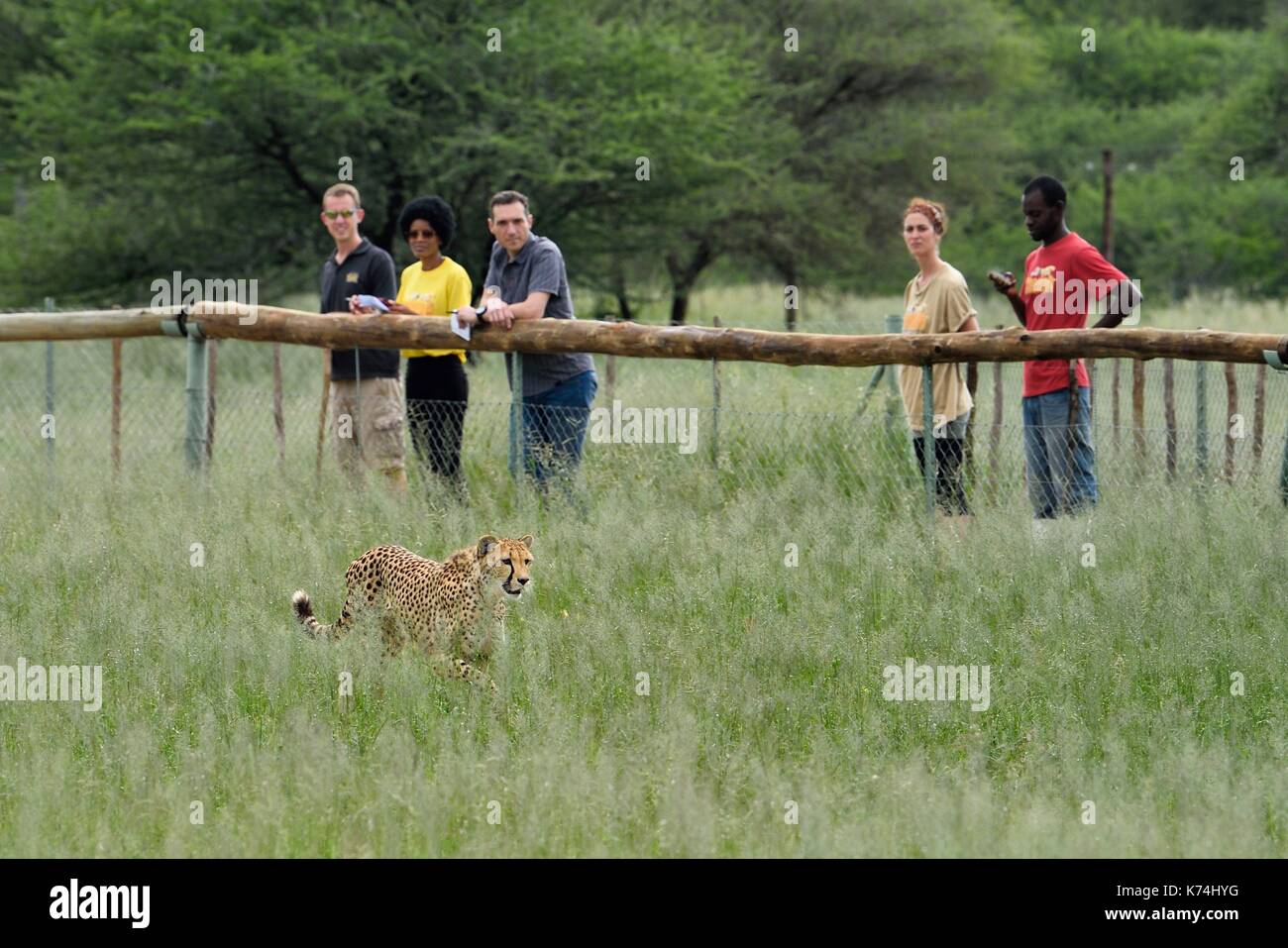 Cheetah conservation centre namibia hi-res stock photography and images ...