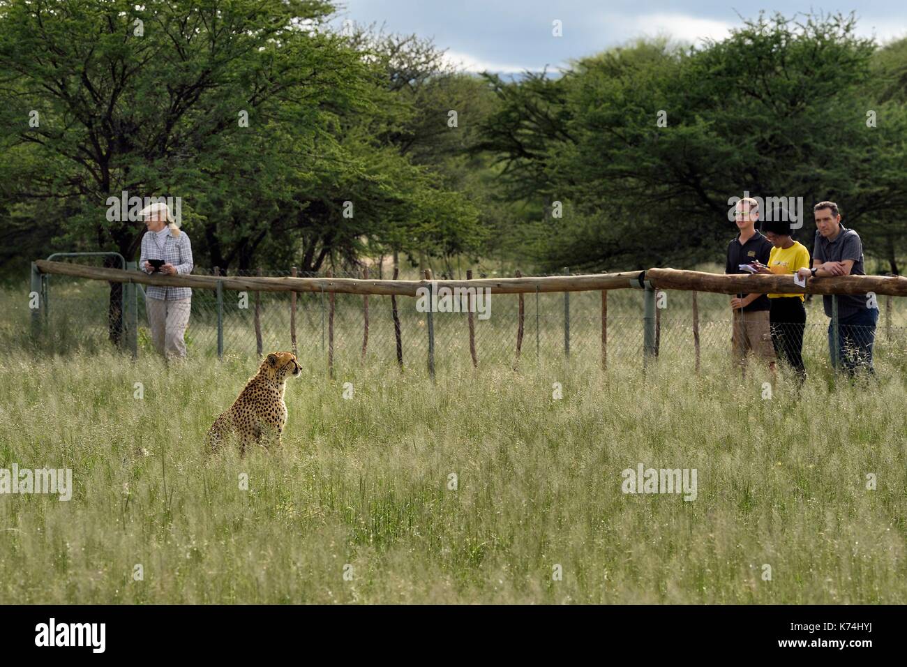 Cheetah conservation centre namibia hi-res stock photography and images ...