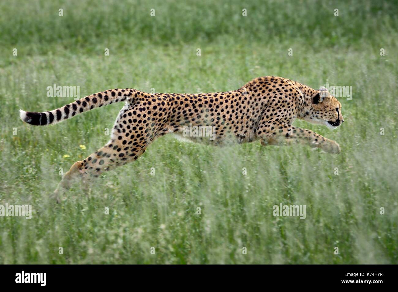 Cheetah conservation centre namibia hi-res stock photography and images ...