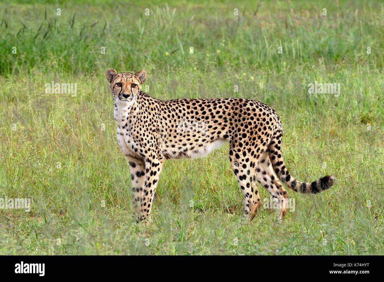 Cheetah conservation centre namibia hi-res stock photography and images ...