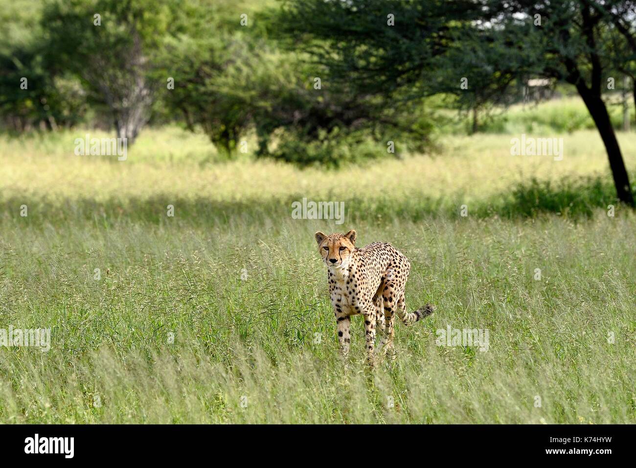 Namibia, Otjiwarongo, Cheetah Conservation Fund, research and education ...