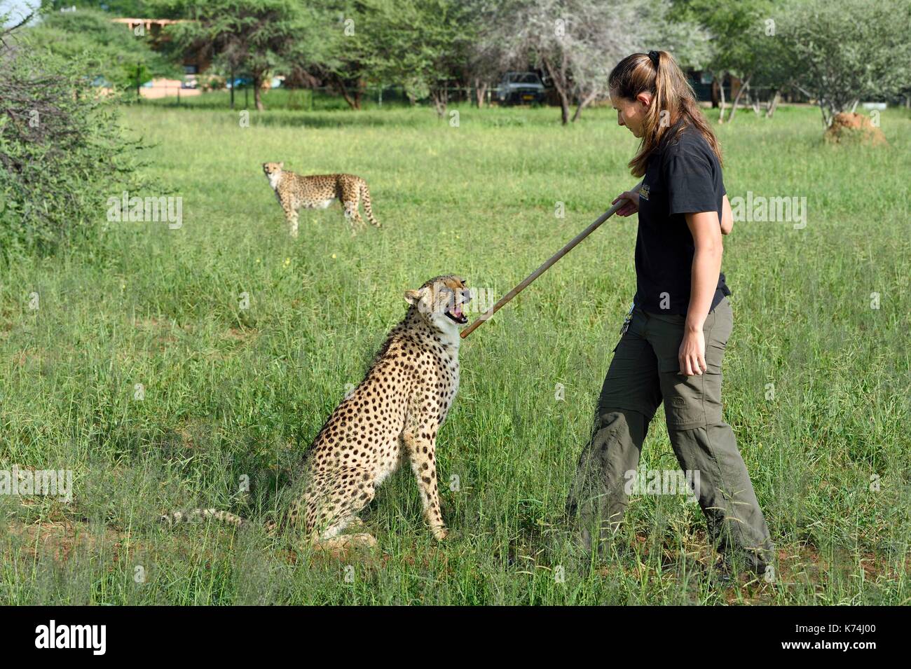Cheetah conservation centre namibia hi-res stock photography and images ...