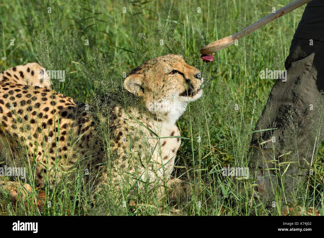 Cheetah conservation centre namibia hi-res stock photography and images ...