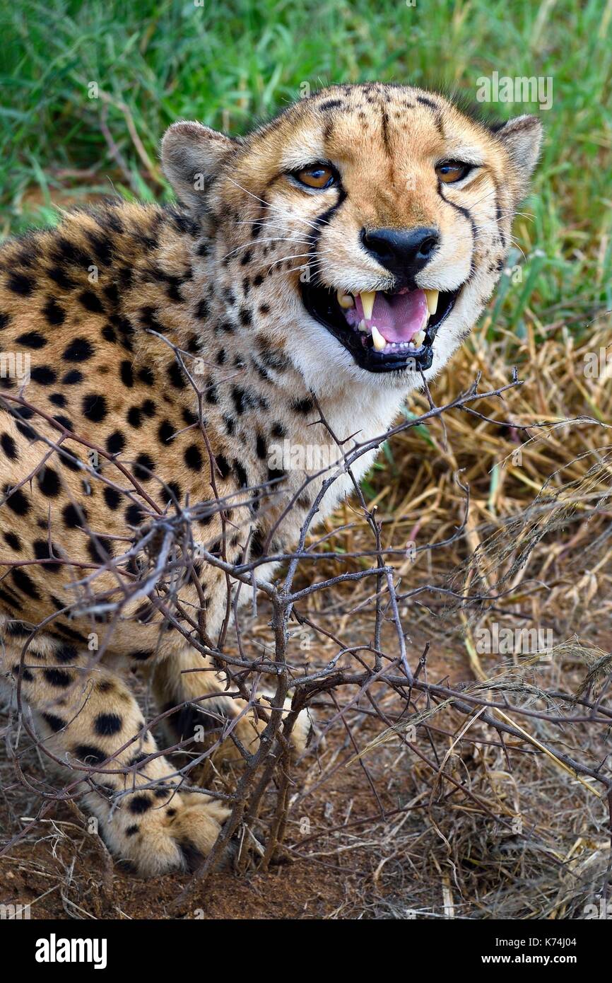 Cheetah conservation centre namibia hi-res stock photography and images ...
