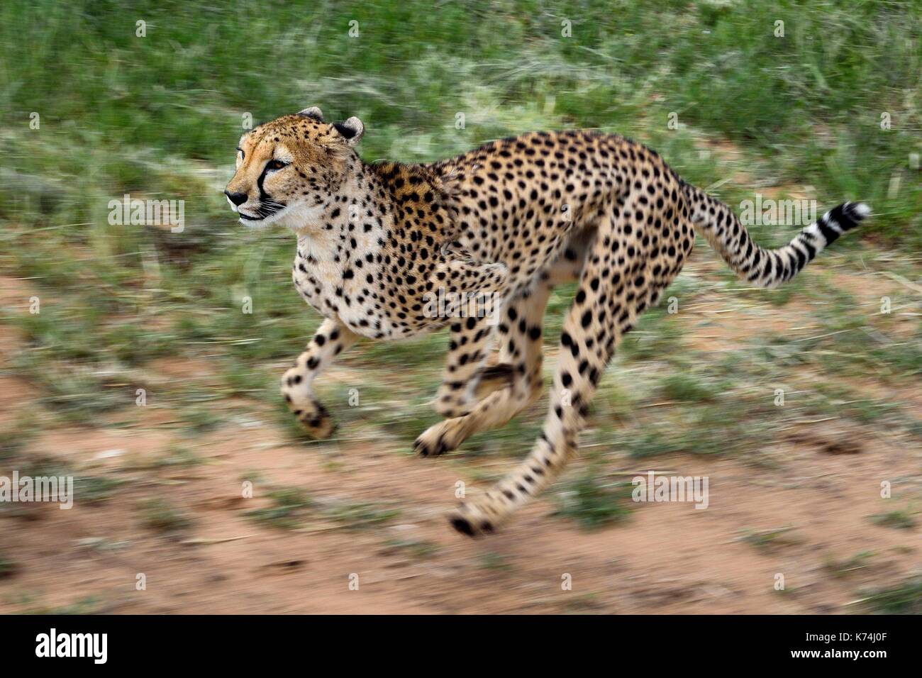 Cheetah conservation centre namibia hi-res stock photography and images ...