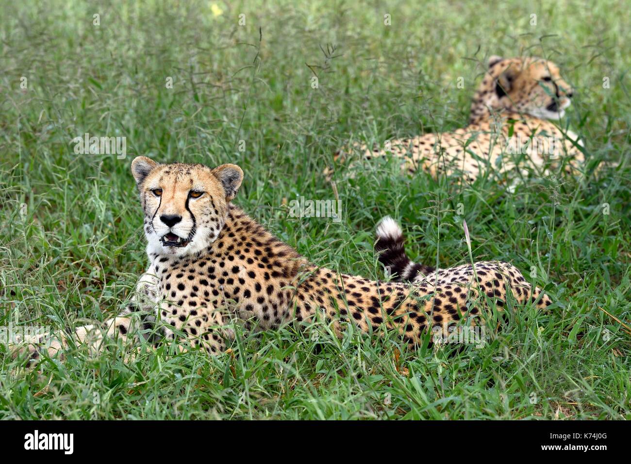 Cheetah conservation centre namibia hi-res stock photography and images ...