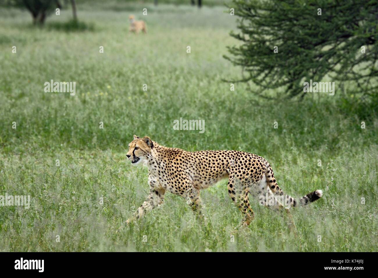 Namibia, Otjiwarongo, Cheetah Conservation Fund, research and education ...