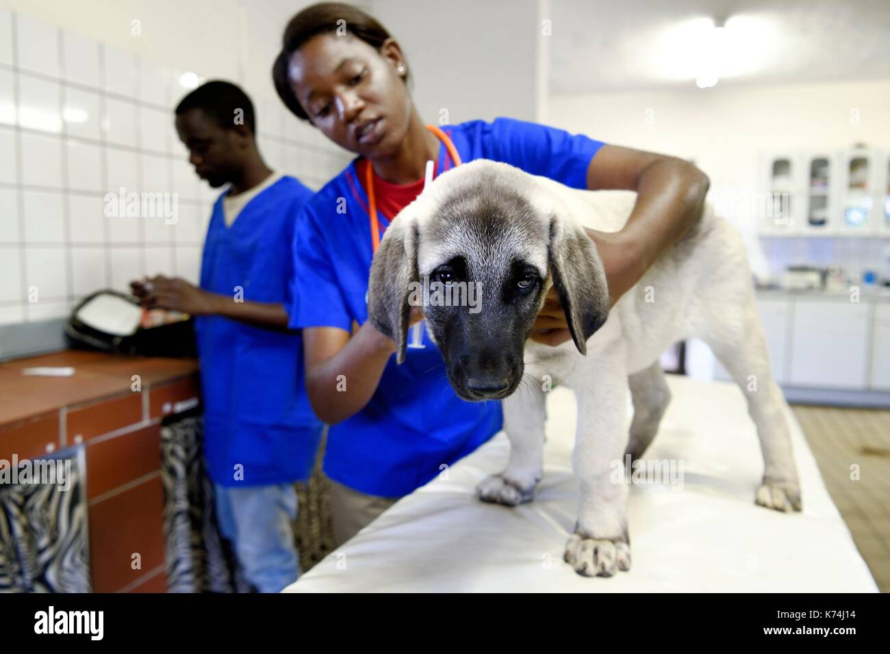 Veterinarian Education