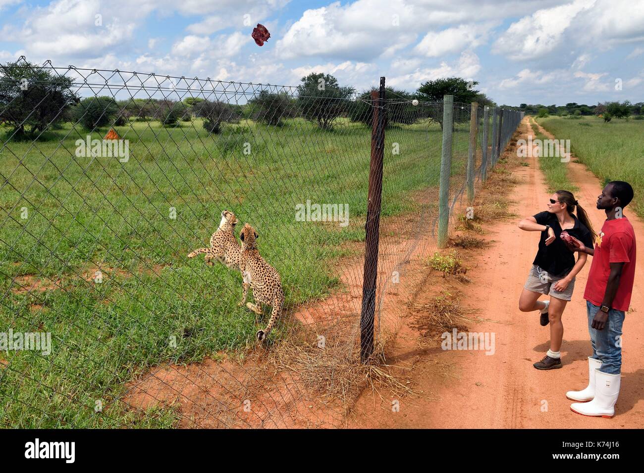 Cheetah conservation centre namibia hi-res stock photography and images ...