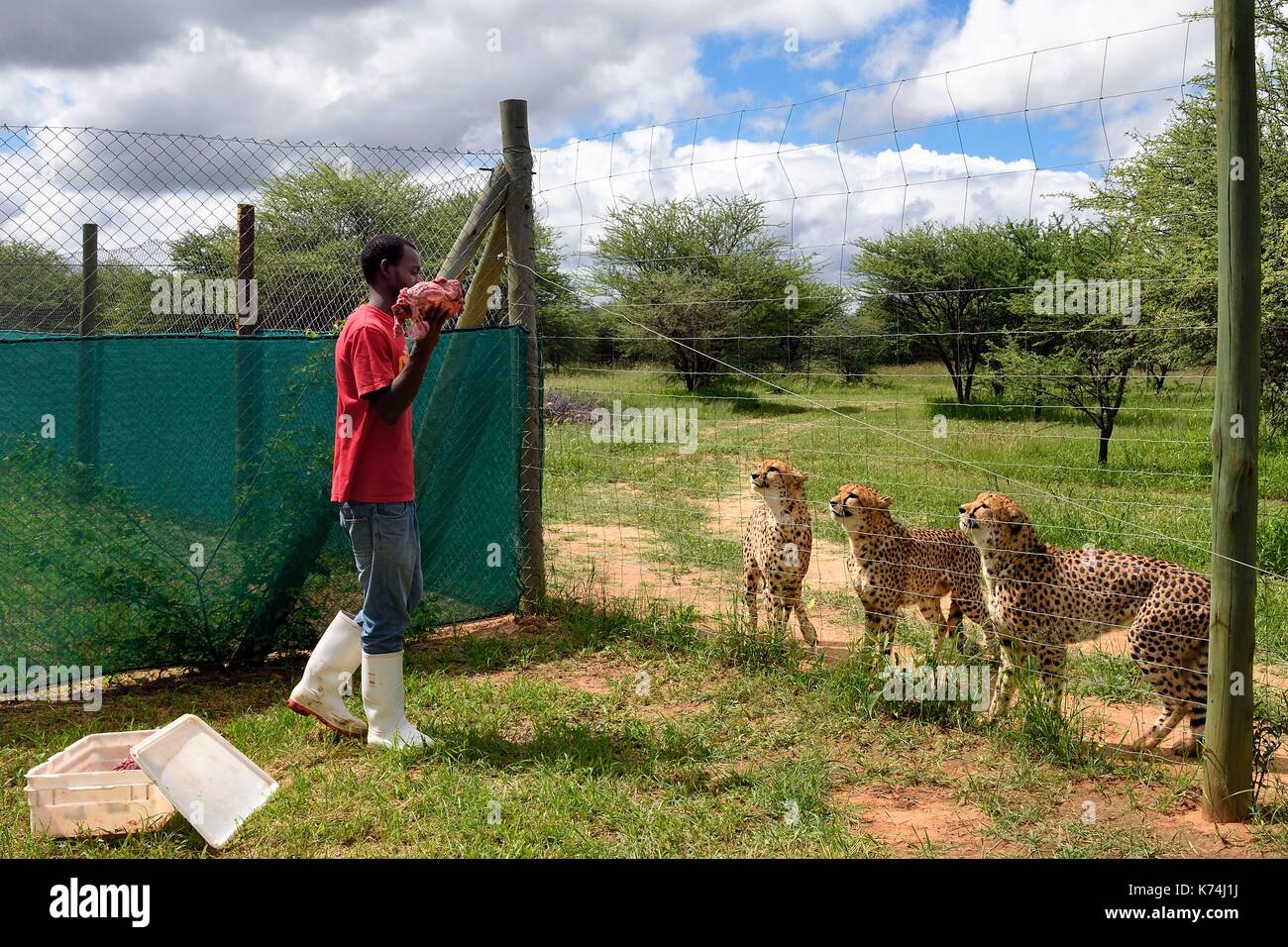 Namibia, Otjiwarongo, Cheetah Conservation Fund, research and education ...