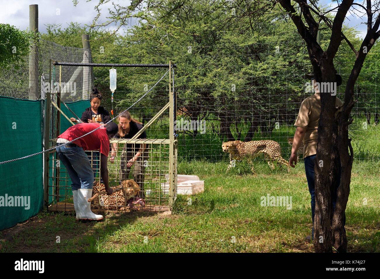 Cheetah conservation centre namibia hi-res stock photography and images ...