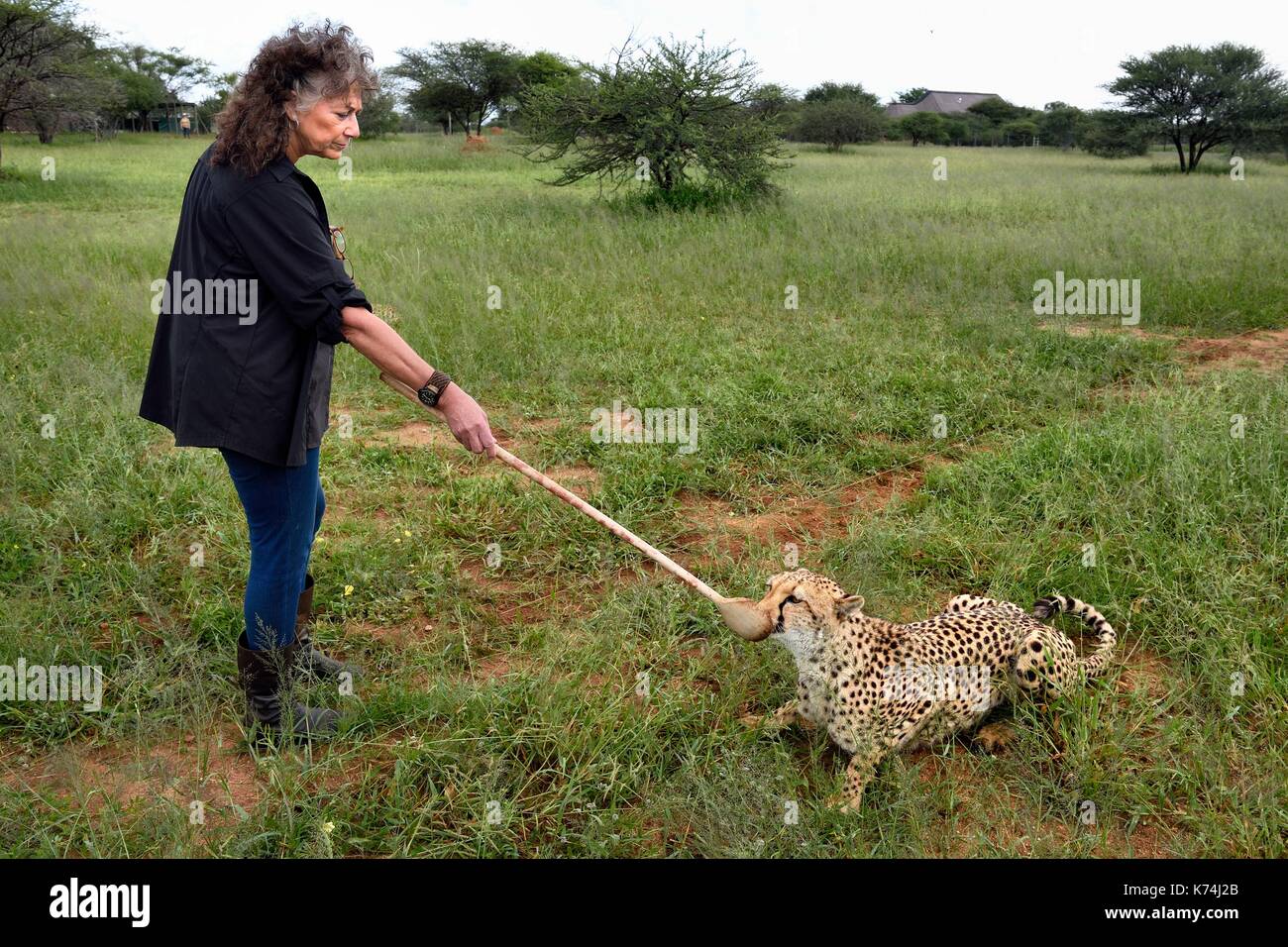 Namibia, Otjiwarongo, Cheetah Conservation Fund, research and education ...