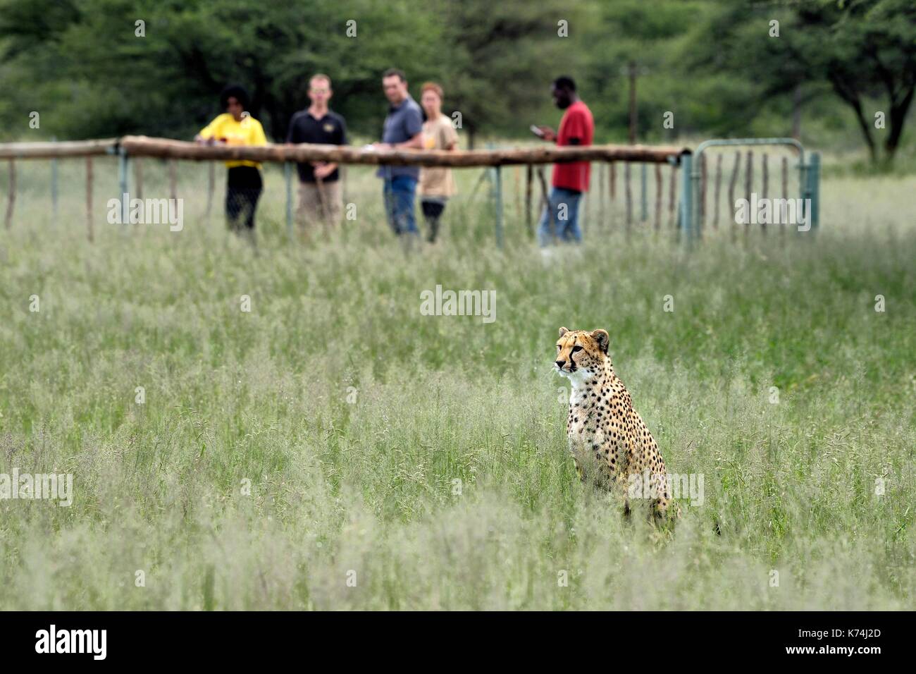 Namibia, Otjiwarongo, Cheetah Conservation Fund, research and education ...